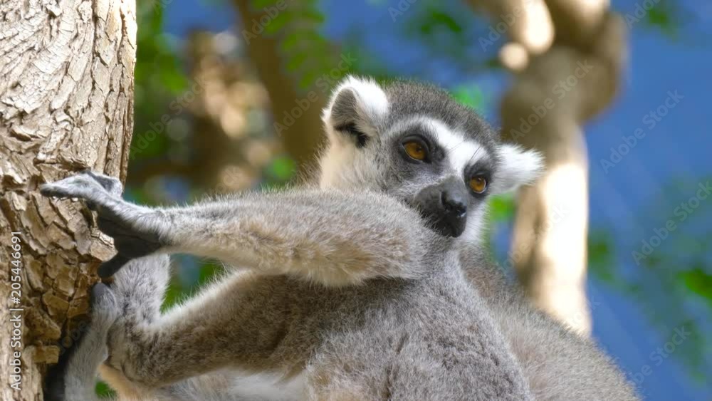 Lemur sits on a branch and looks around. Close up of a ring-tailed ...