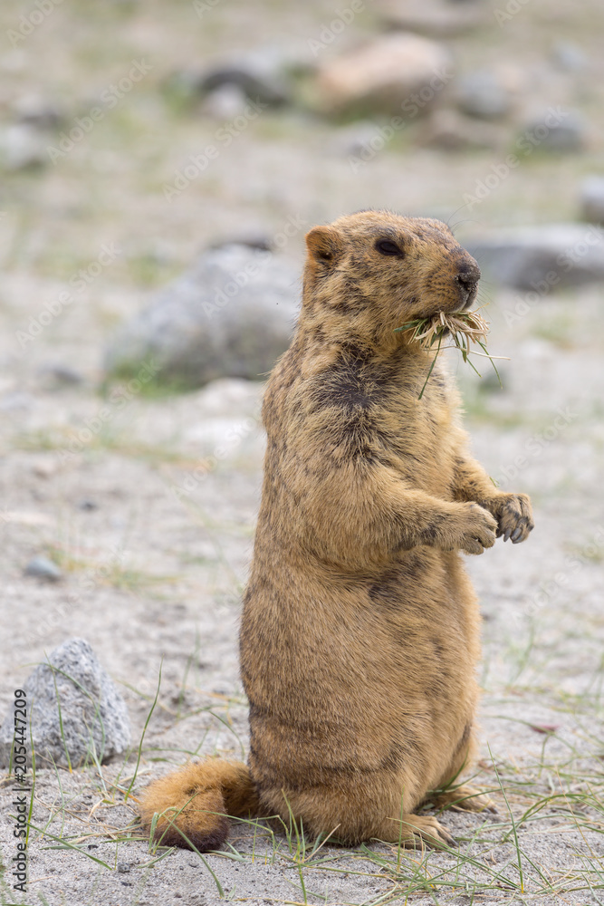 Cute brown Himalayan marmot near Pangong lake, Ladakh, India Stock Photo | Adobe Stock