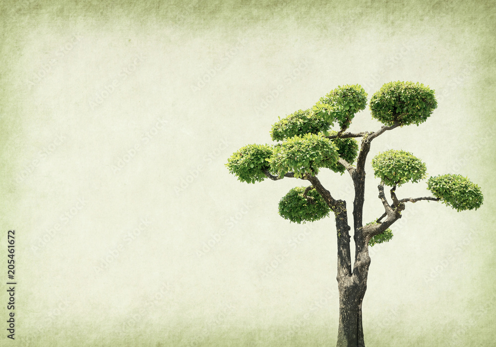 bonsai with old grunge antique paper texture Stock Photo | Adobe Stock