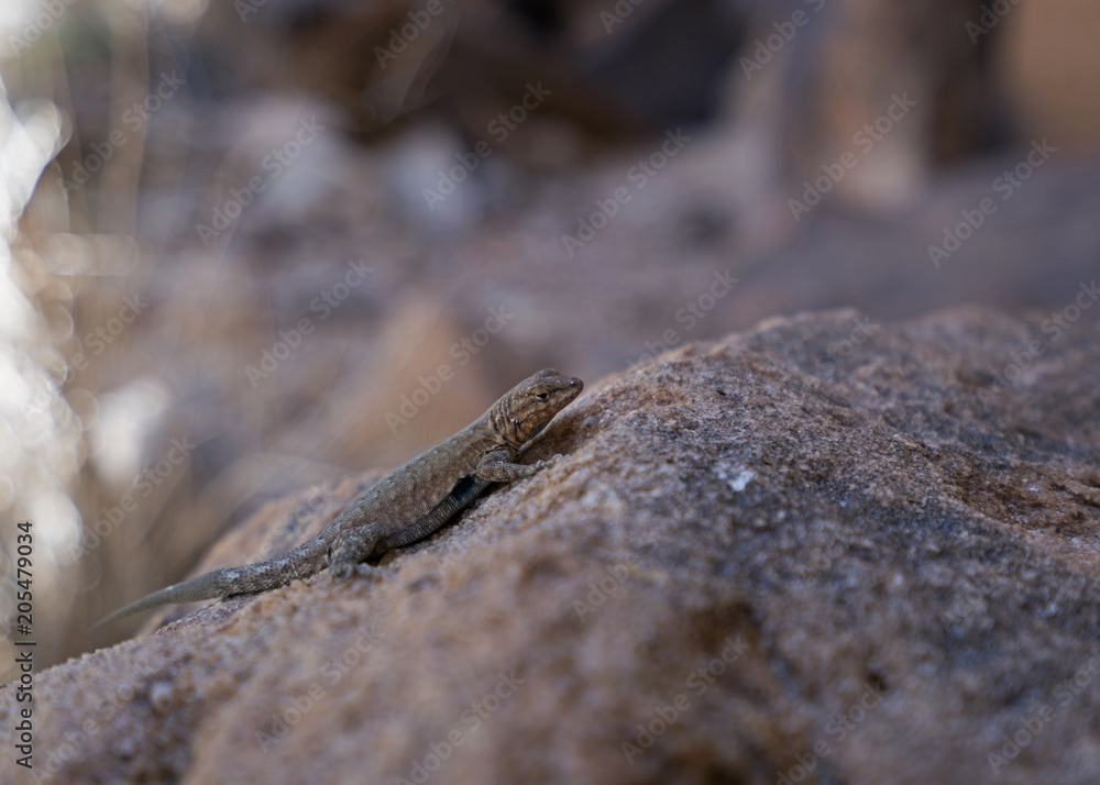 Tiny Lizard. To get real down and close to Grand Canyon you need to ...