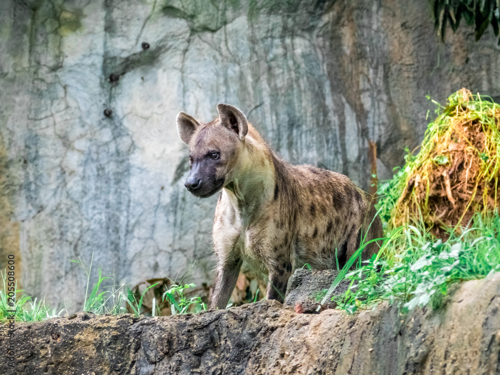 Spotted hyena (Crocuta crocuta), also known as the laughing hyena close ...
