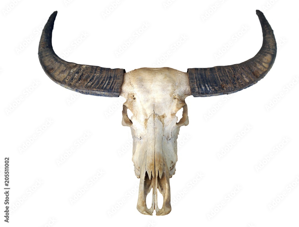 buffalo skull isolated on white background Stock Photo | Adobe Stock