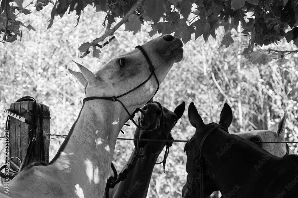 Polo Ponies in the pony lines in St Tropez eating leaves Stock Photo ...