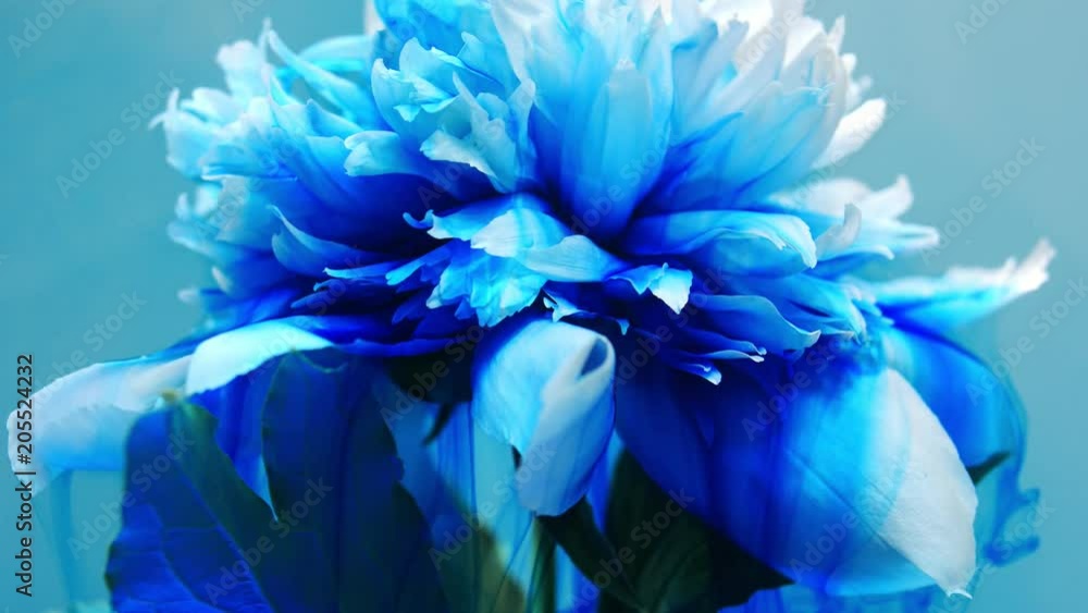 A beautiful white flower is pouring paint on a colored background. Slow ...