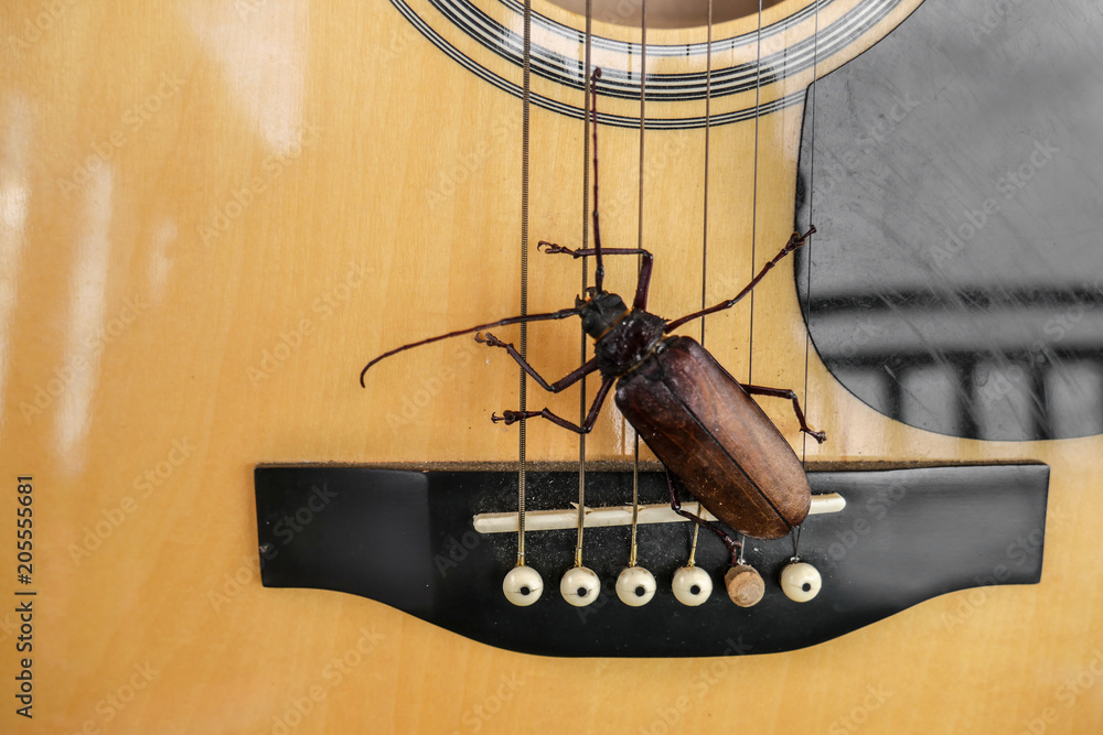 Titan longhorn beetle on guitar, guitar neck and string with big insect ...