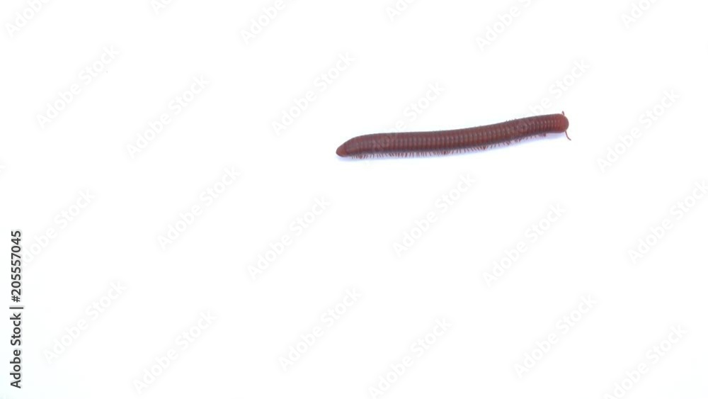 Millipede crawling or walking on green background. Millipedes are a ...