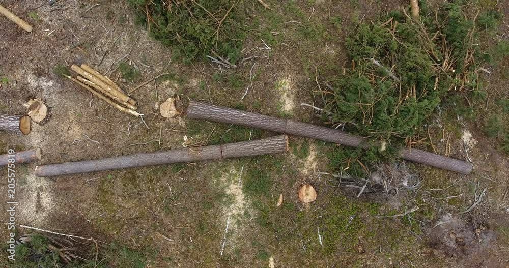 Aerial view flying slowly top over Deforestation showing the trunks of ...