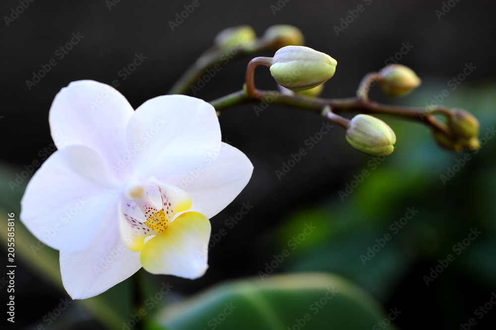 Single White Orchid