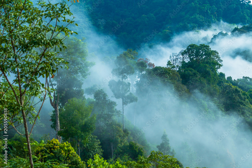 slow floating fog blowing cover on the top of mountain look like as a ...