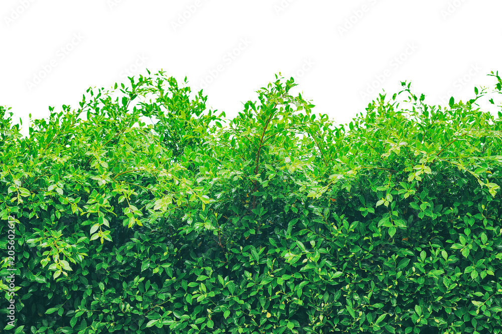 Shrubbery, Green hedges, Shrubbery texture background, Exterior in ...