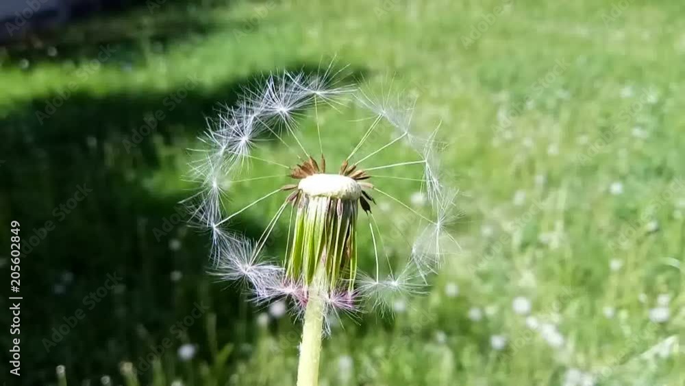 The breath of nature. Parachutes of dandelion seeds move under the ...