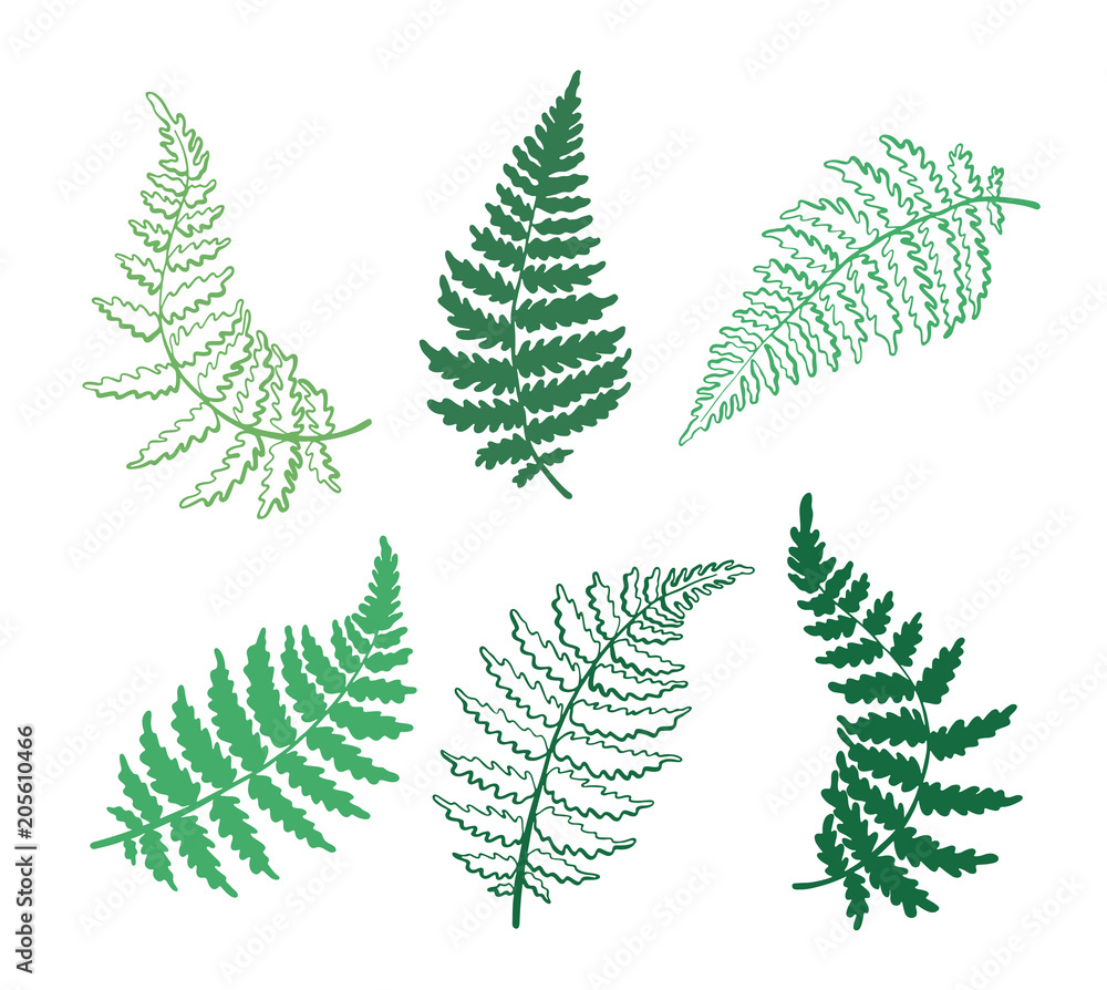 Vector botanical illustration of fern leaf Stock Vector | Adobe Stock