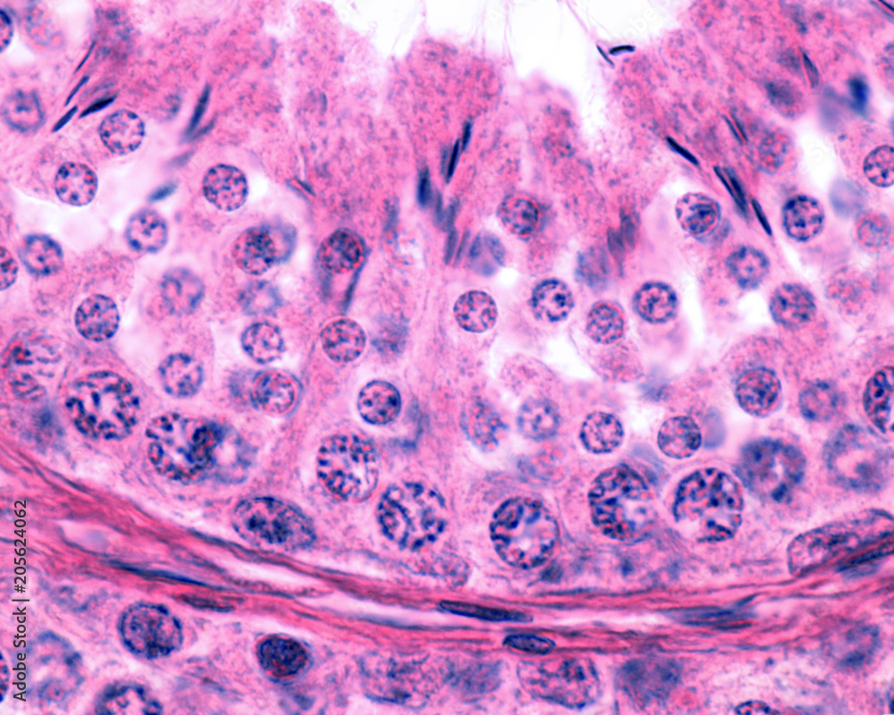 Male germinal epithelium. Spermatogenesis Stock Photo | Adobe Stock