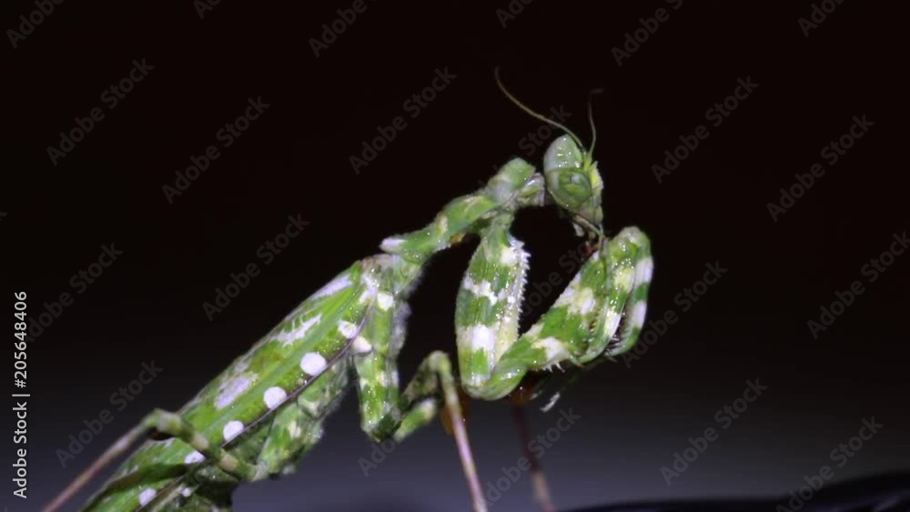 Thistle mantis, Blepharopsis mendica within a garden in cyprus during ...