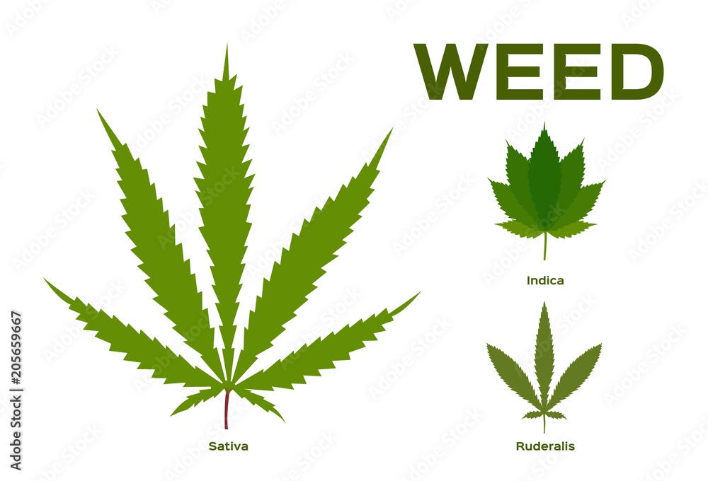 Cannabis Leaf Vector Art