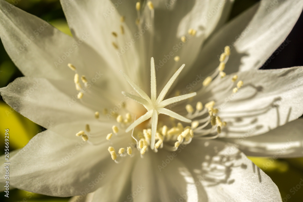 Macro white flower Queen of Night Epiphyllum oxypetalum, nocturnal very ...