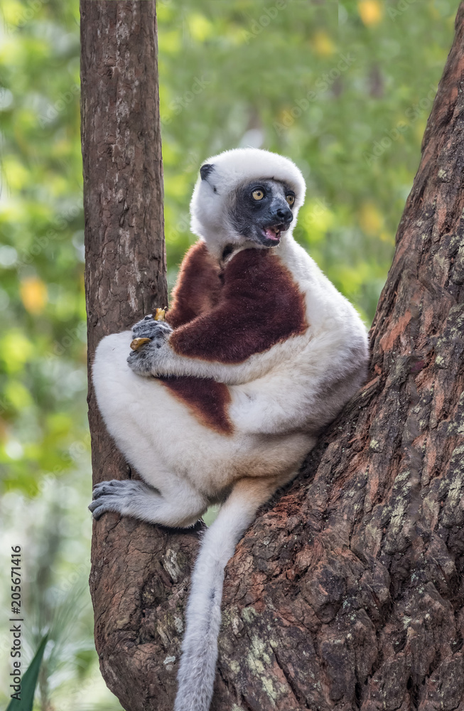 Sifaka, a large lemur which jumps from tree to tree in an upright ...