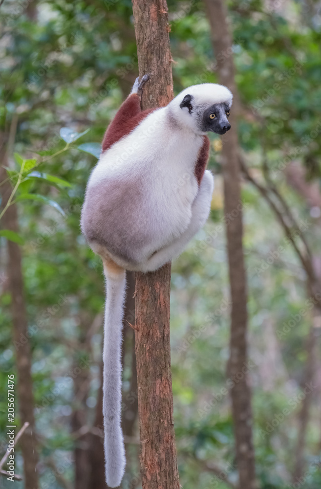Sifaka, a large lemur which jumps from tree to tree in an upright ...