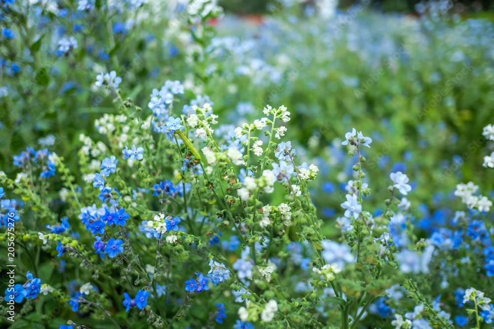 Baby Blue Eyes Flower,Flowers texture wallpaper Stock Photo | Adobe Stock