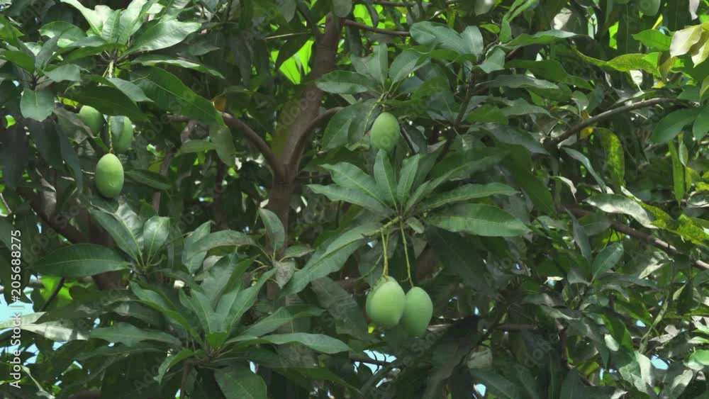 Mango tree. Mango fruit on the mango tree Stock Video | Adobe Stock