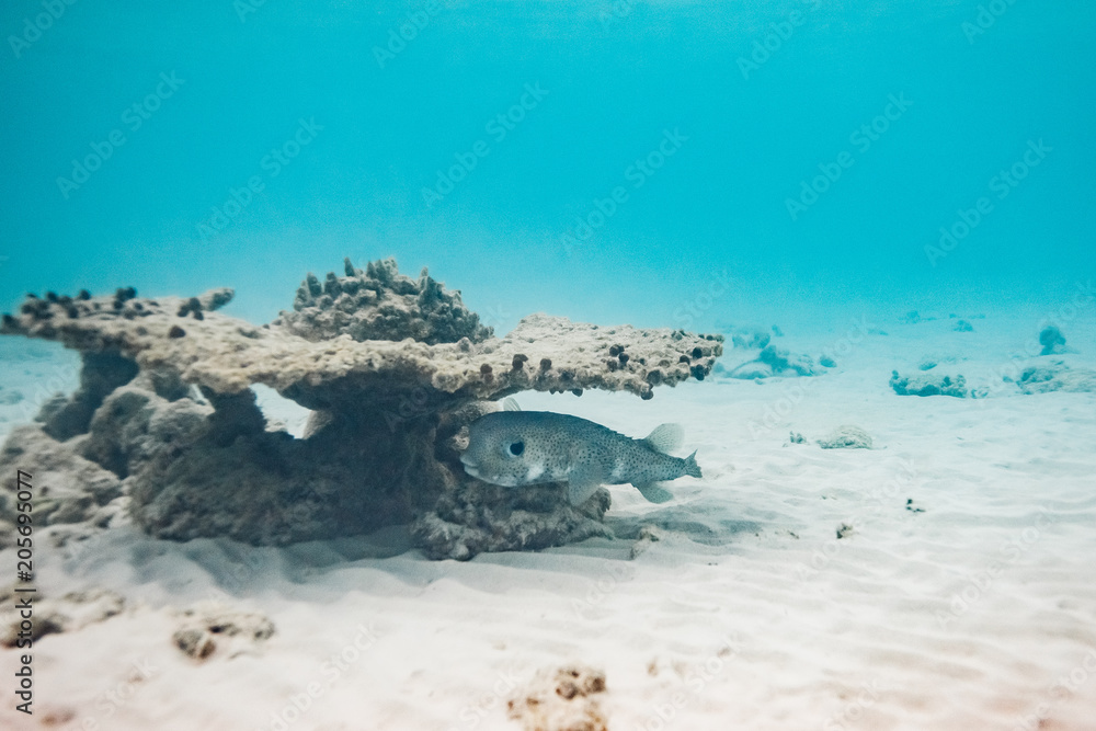 Porcupine fish hiding under a coral near the seabed in the Maldives ...