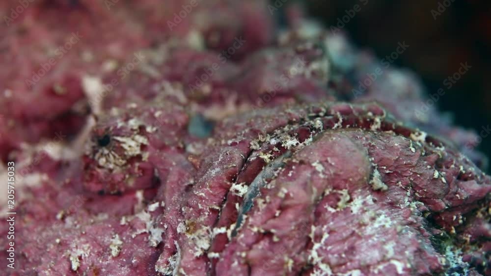 Lionfish scorpion fish on clean clear seabed underwater lagoon ocean in ...