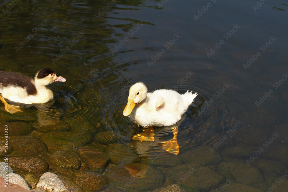 White duck. Cute baby duck. Young white ducks swimming in the water in ...