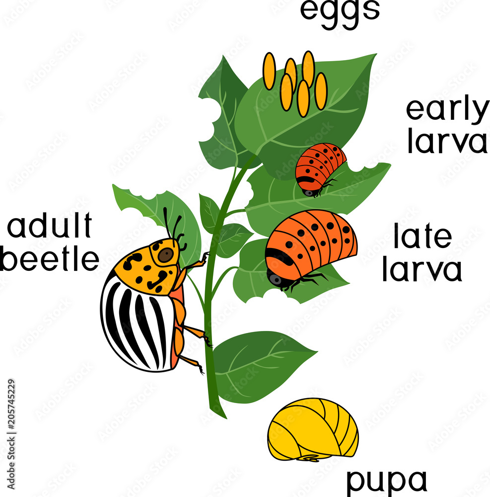 Life cycle of Colorado potato beetle or Leptinotarsa decemlineata ...