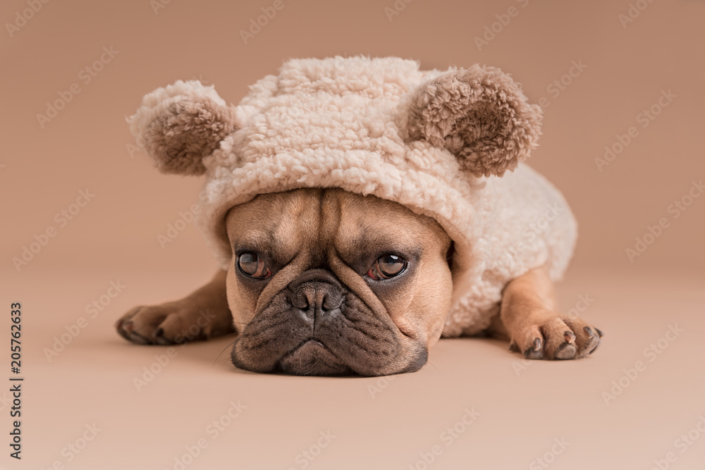 Angry French Bulldog