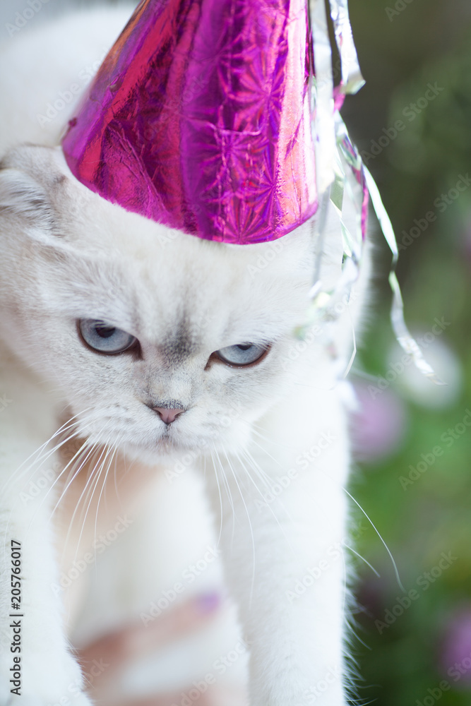 White cat in Birthday party cap. Kitten celebrates the birthday. Stock ...