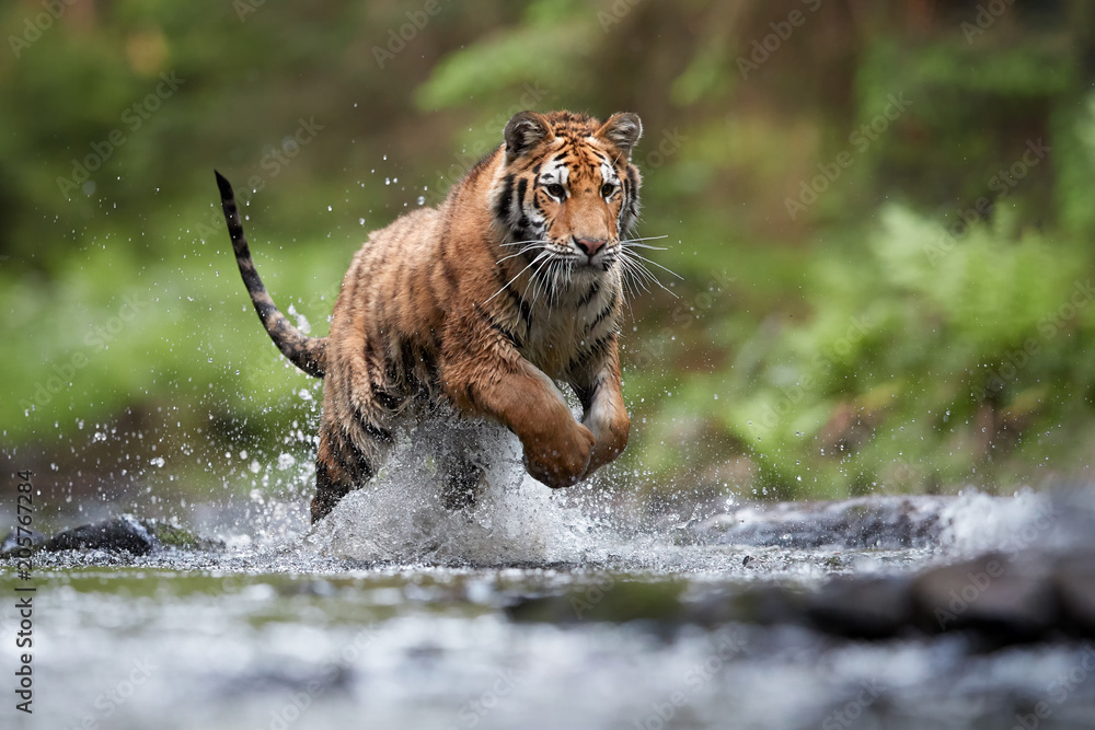Foto de Siberian tiger, Panthera tigris altaica, low angle photo in ...
