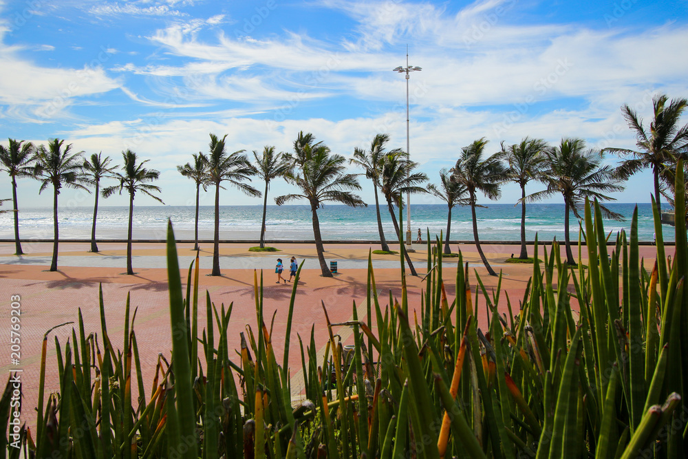 Aligned palm trees in front of the Indian Ocean Durban "Golden Mile ...