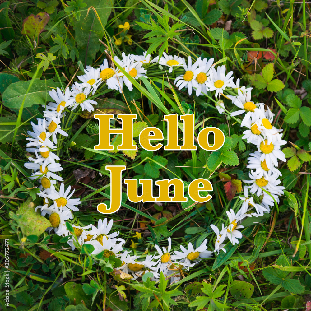 hello june card. chamomile close up. text Stock Photo | Adobe Stock