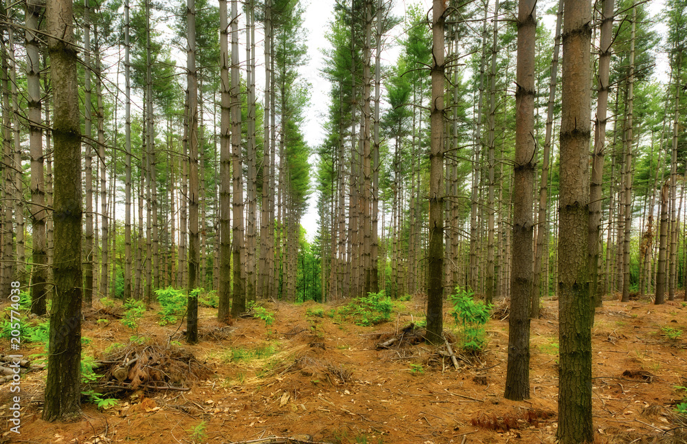 Woods in spring season Stock Photo | Adobe Stock