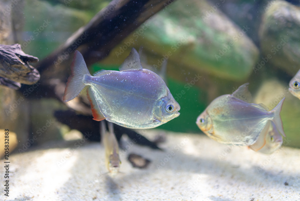 Silver Dollar fish, Metynnis lippincottianus Stock Photo | Adobe Stock