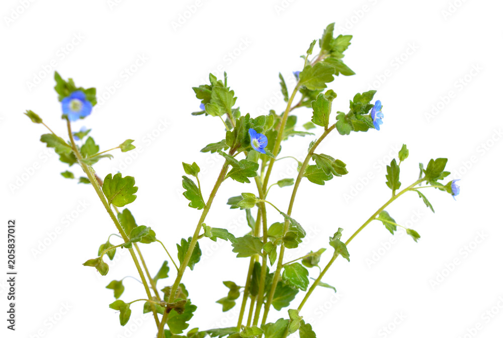 Veronica filiformis. It is known by many common names, including ...