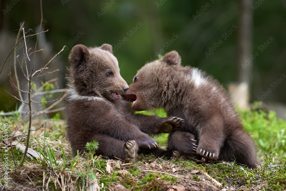Brown Bear Cubs