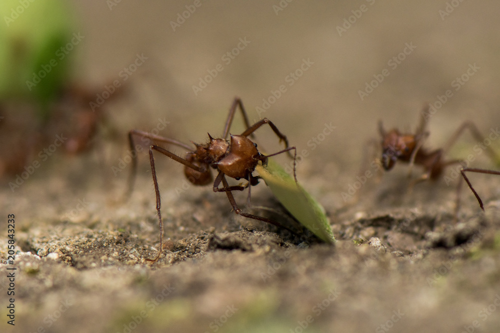 Worker leafcutter ant [Atta cephalotes] cutting a leaf of Arachis ...