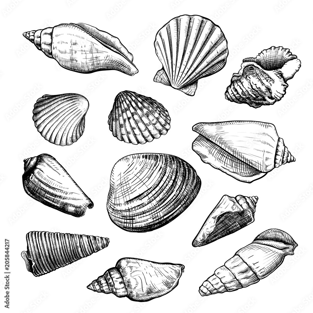 Set of different shapes of a seashells isolated on a white background ...