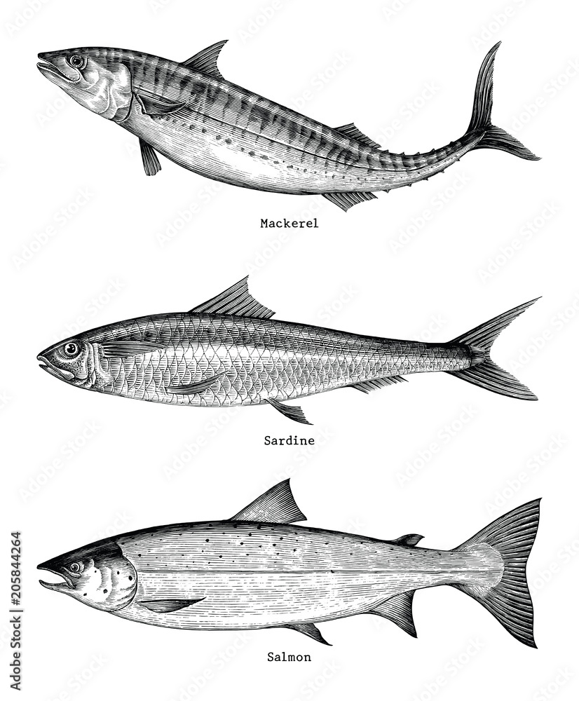 Sardine Drawing