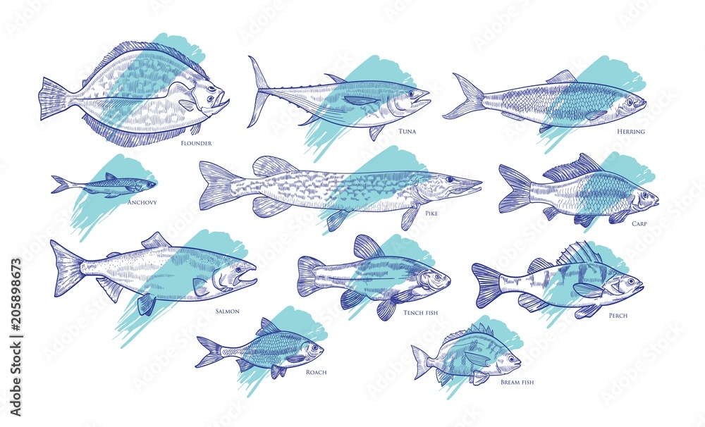 Set of fish hand drawn with contour lines against blue paint smear or ...