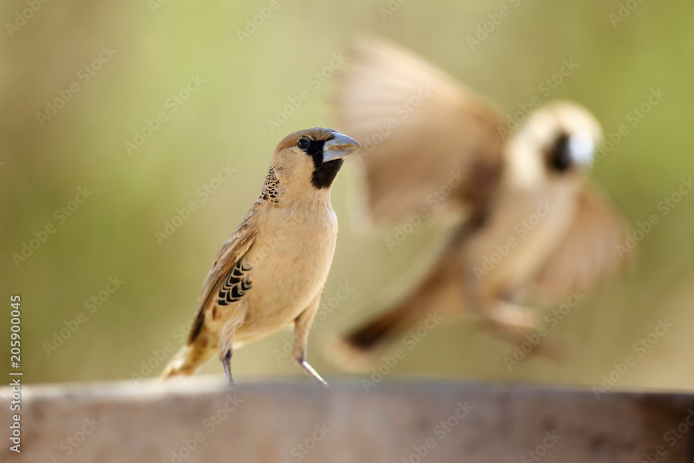 Weaver Bird Flying