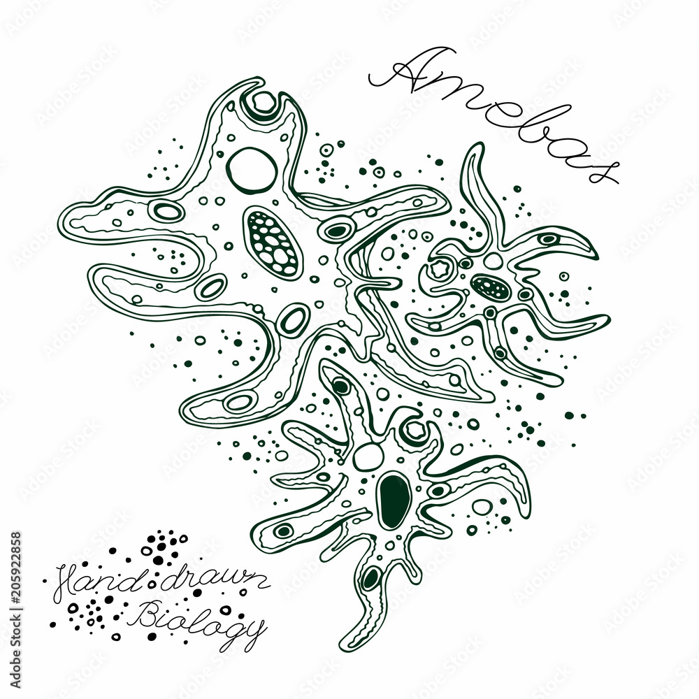 Amoeba Hand-drawn image Stock Vector | Adobe Stock