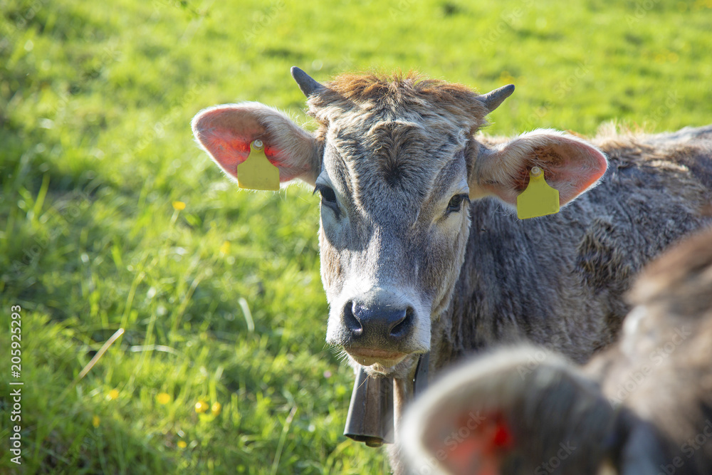 Kälbchen - Kalb - Allgäu - Frühling - süß Stock-Foto | Adobe Stock