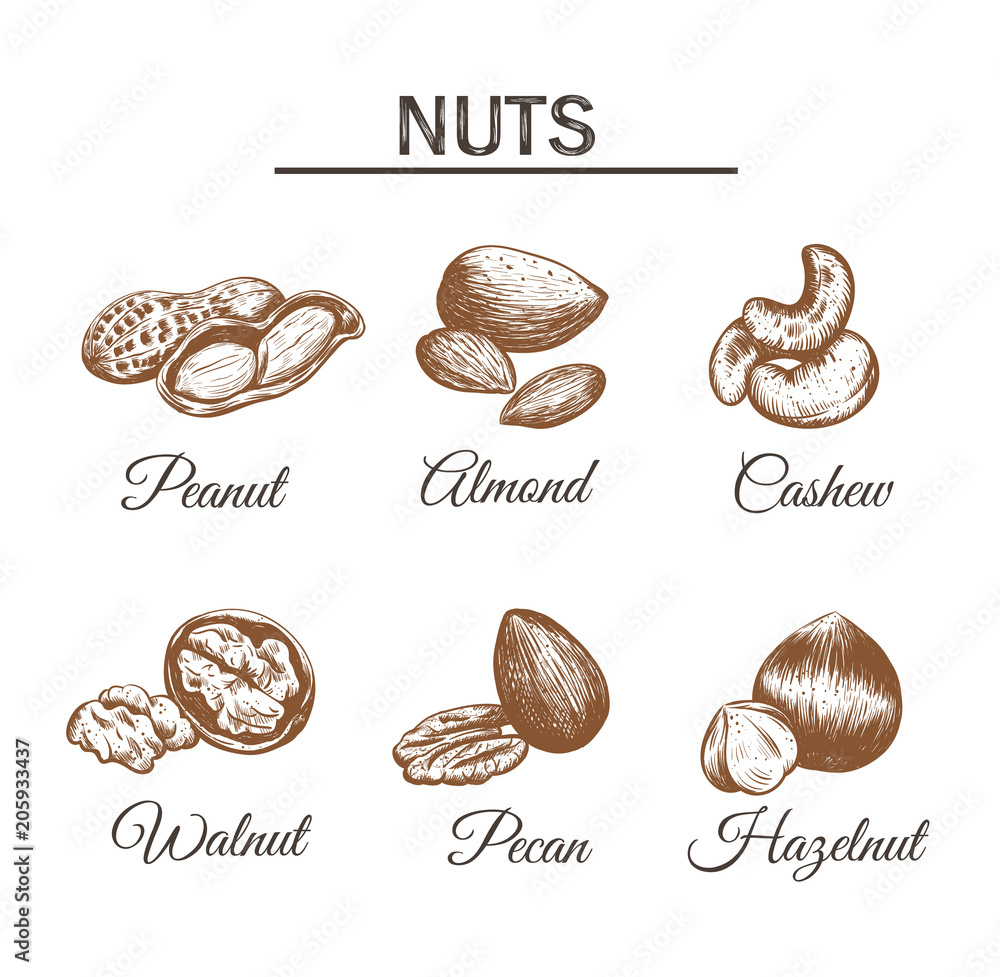Nuts vector collection. Stock Vector | Adobe Stock