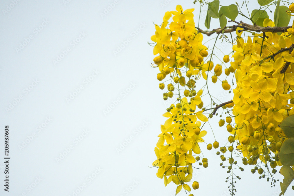 Cassia fistula(golden shower tree), mostly blooming in summer May days. It's also the national ...