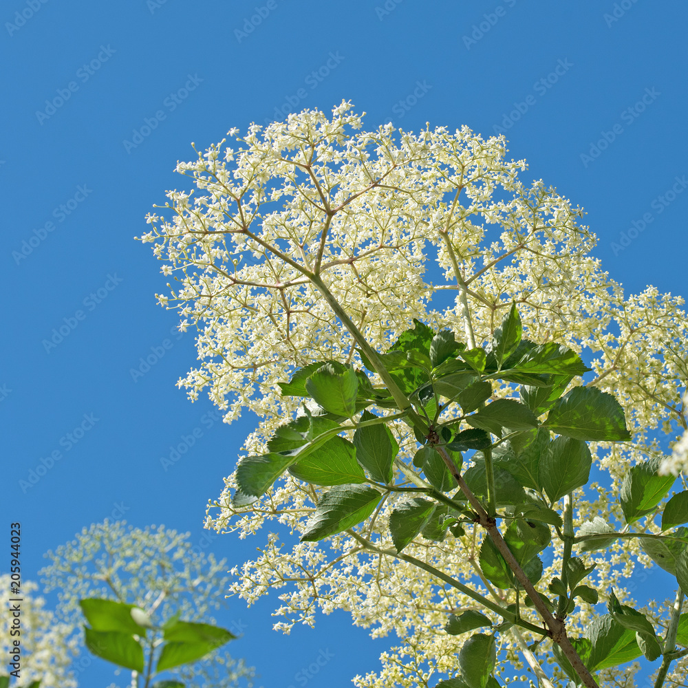 Schwarzer Holunder, Sambucus nigra, Blüten Stock Photo | Adobe Stock