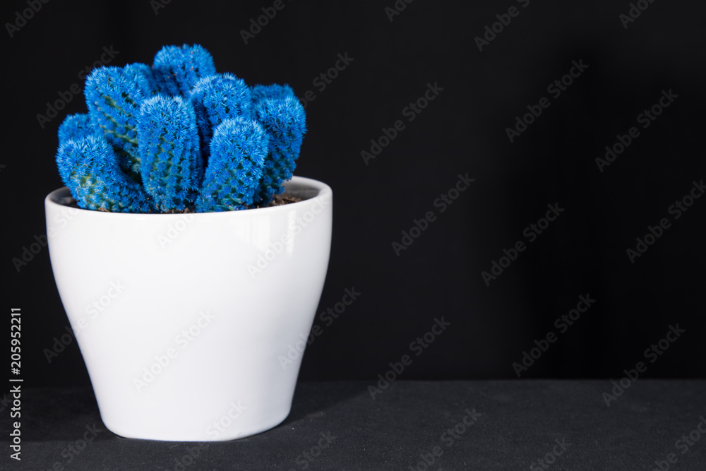 Blue Cactus Flower