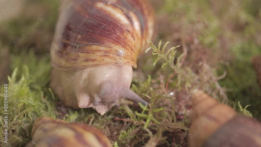 Huge snails of ahaatin creep along the grass, the life of wild, female ...
