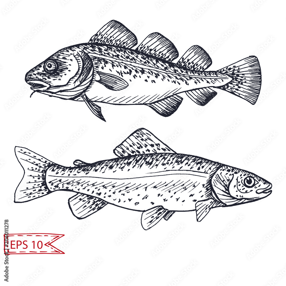 Vector illustration sketch - fish. Hand drawn sketsh card menu seafood ...